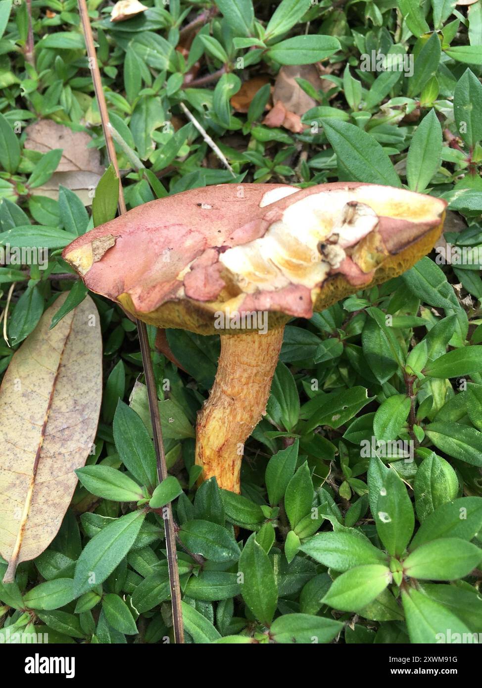Ruby Bolete (Hortiboletus rubellus) Fungi Stock Photo - Alamy