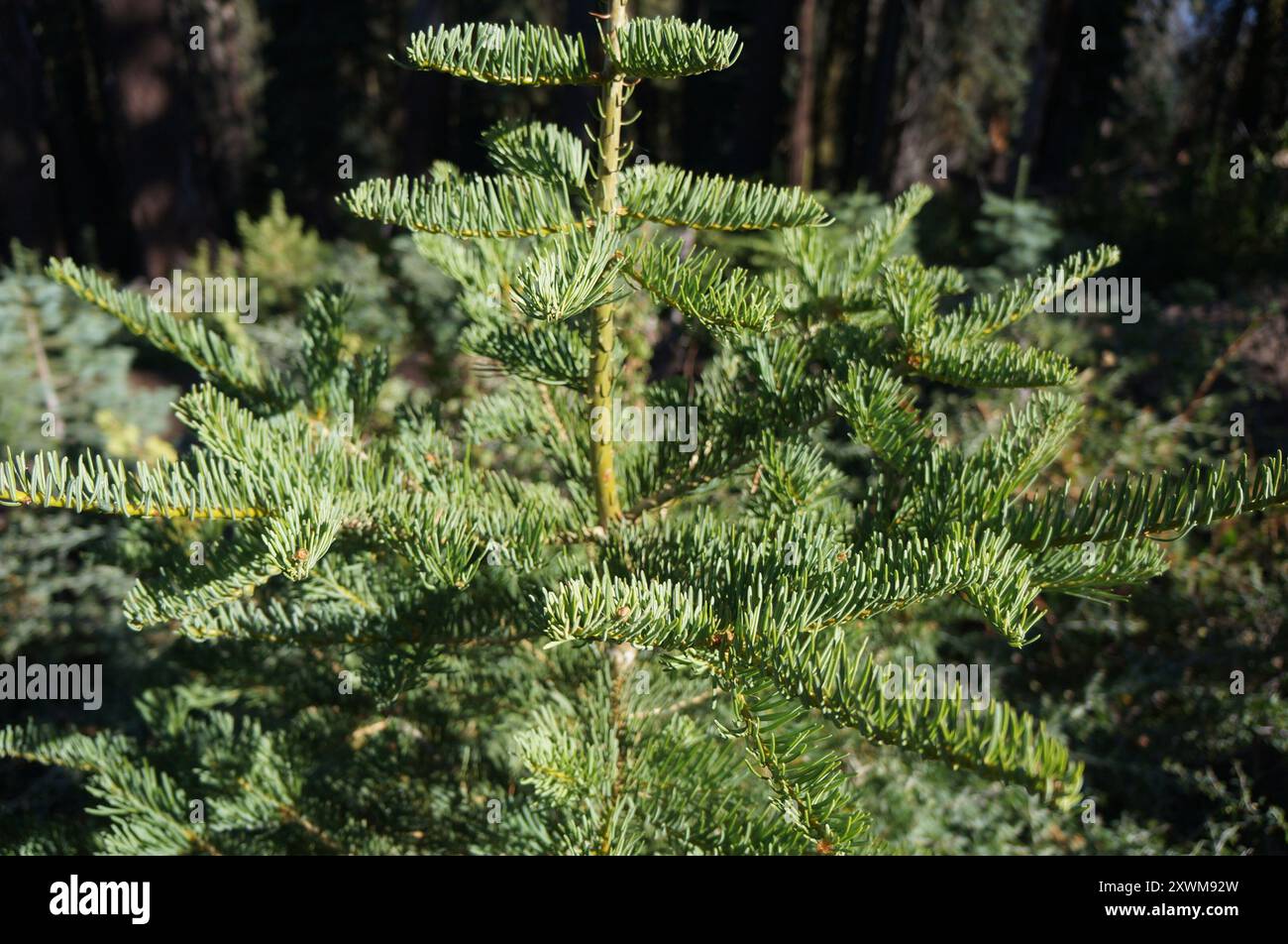 red fir (Abies magnifica) Plantae Stock Photo - Alamy