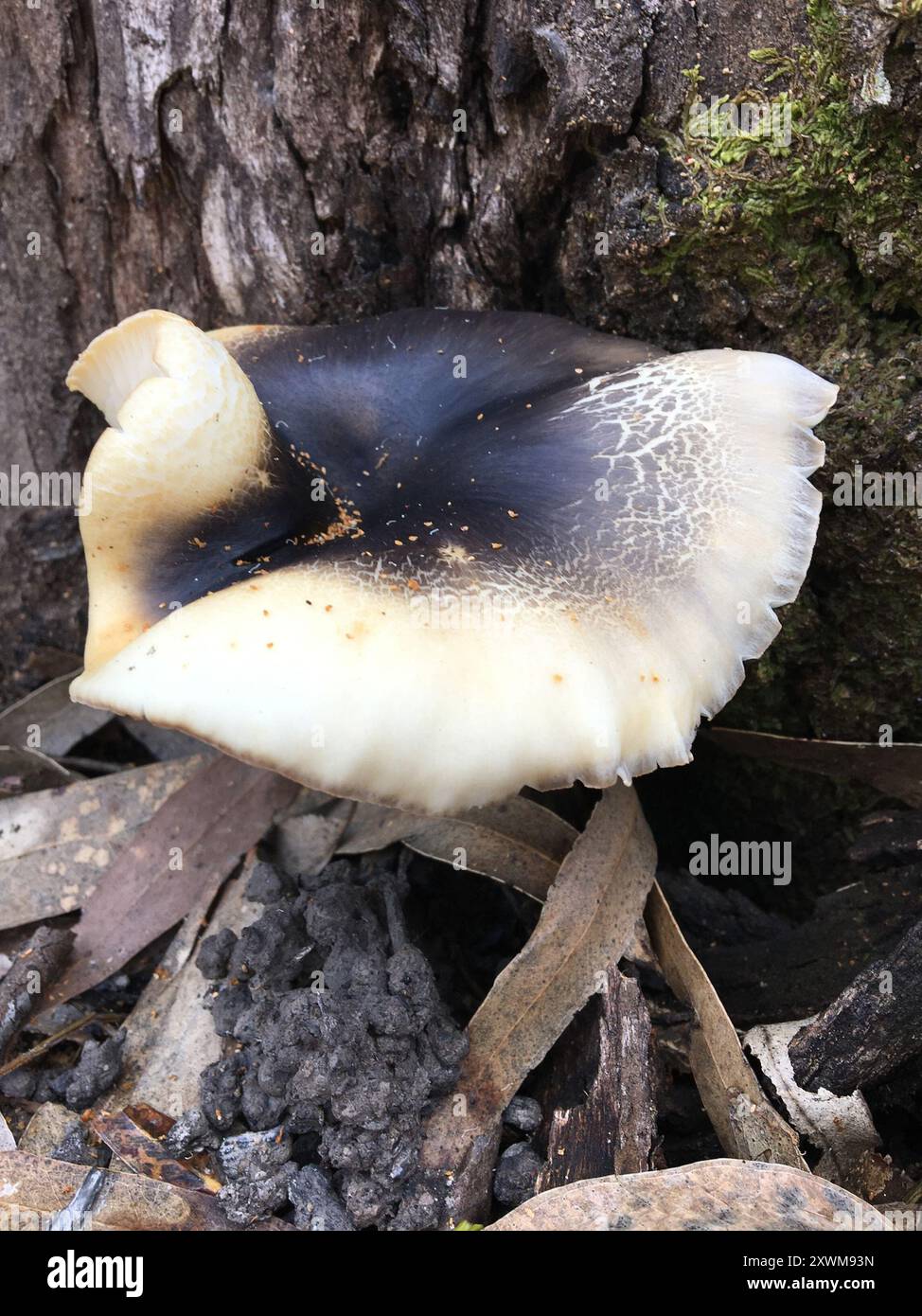 ghost fungus (Omphalotus nidiformis) Fungi Stock Photo - Alamy