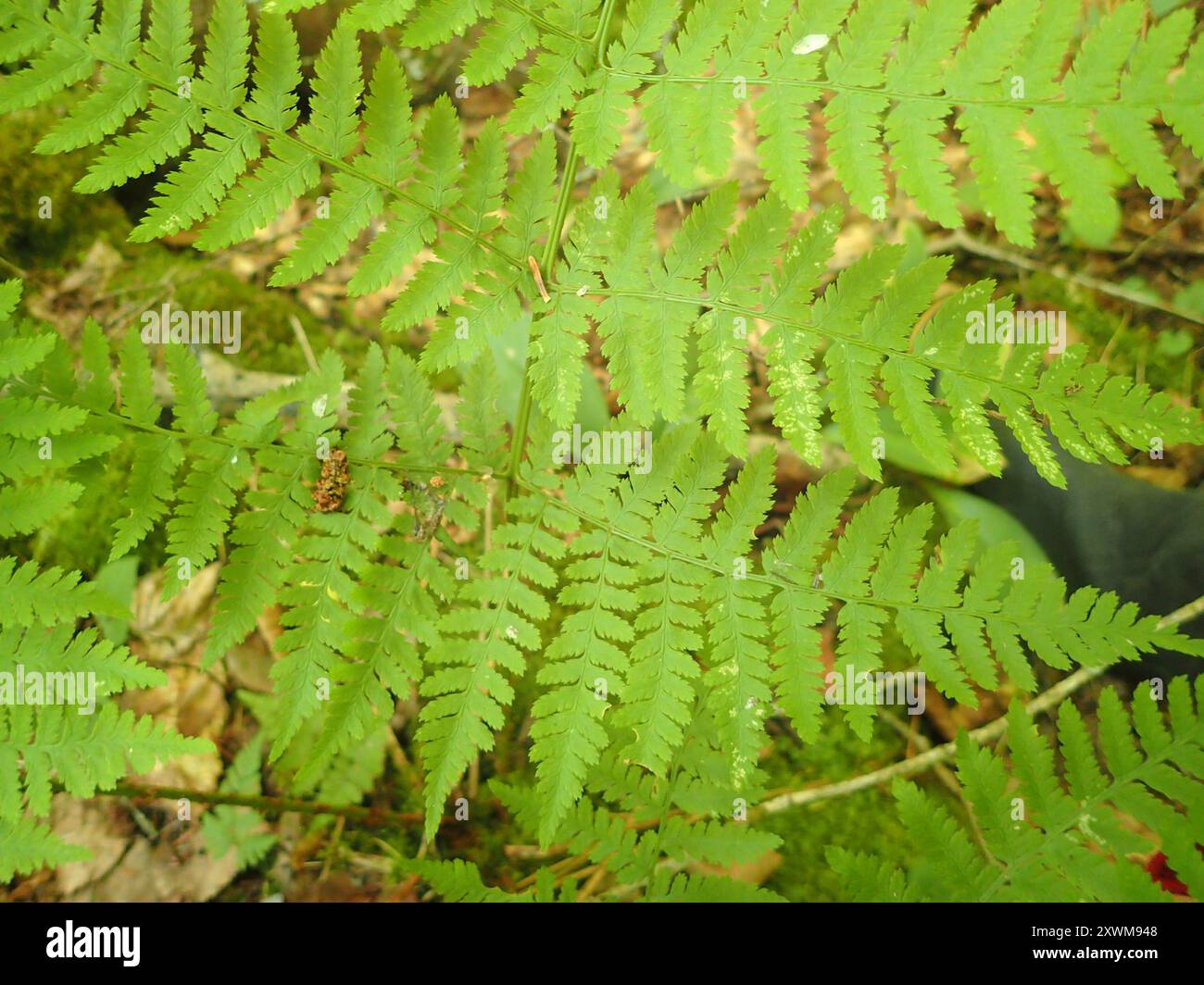 spinulose wood fern (Dryopteris carthusiana) Plantae Stock Photo - Alamy