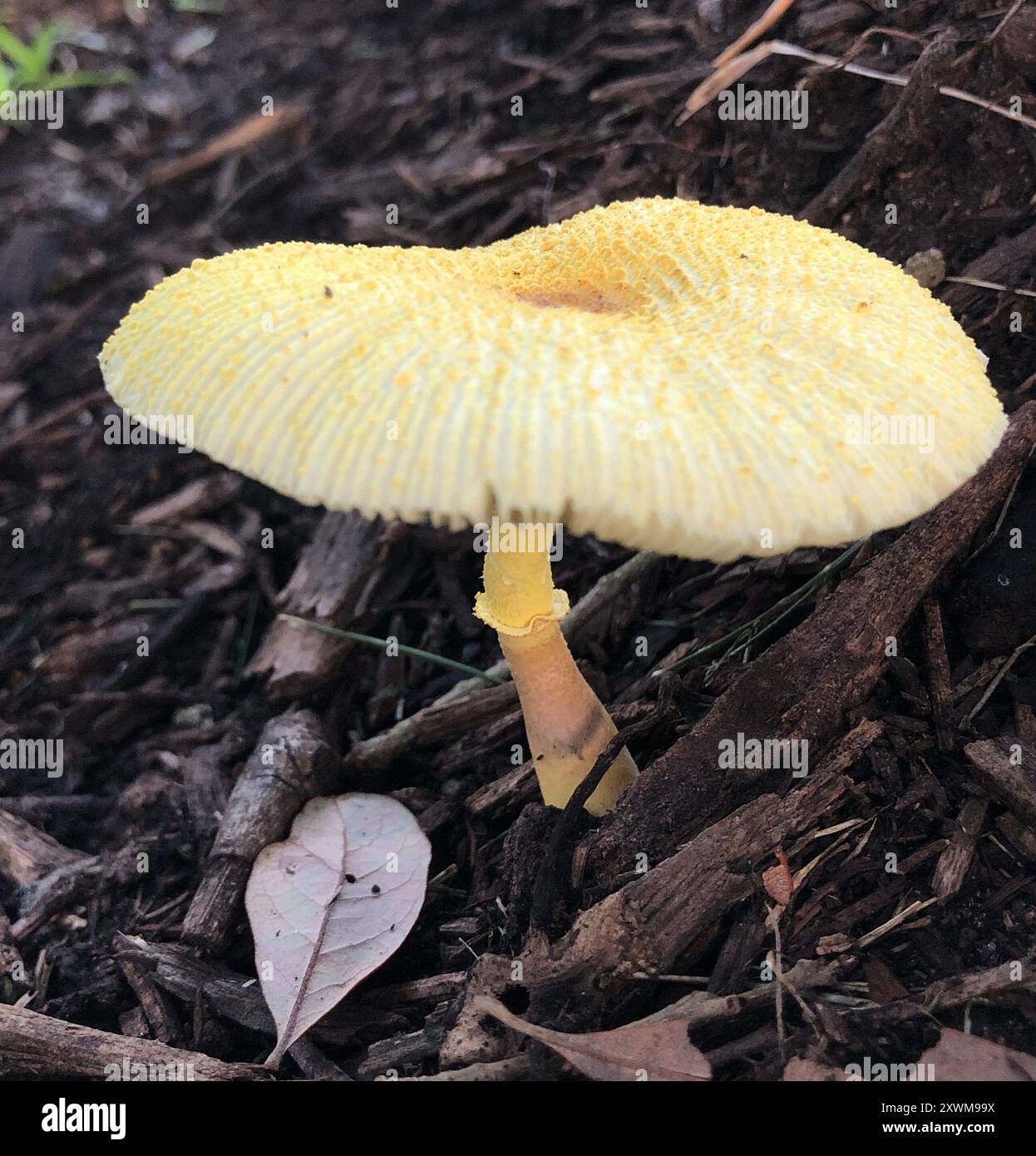 flowerpot parasol (Leucocoprinus birnbaumii) Fungi Stock Photo - Alamy