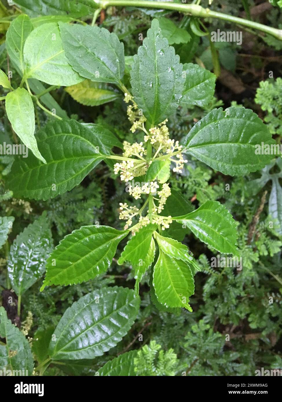 clearweed (Pilea) Plantae Stock Photo - Alamy