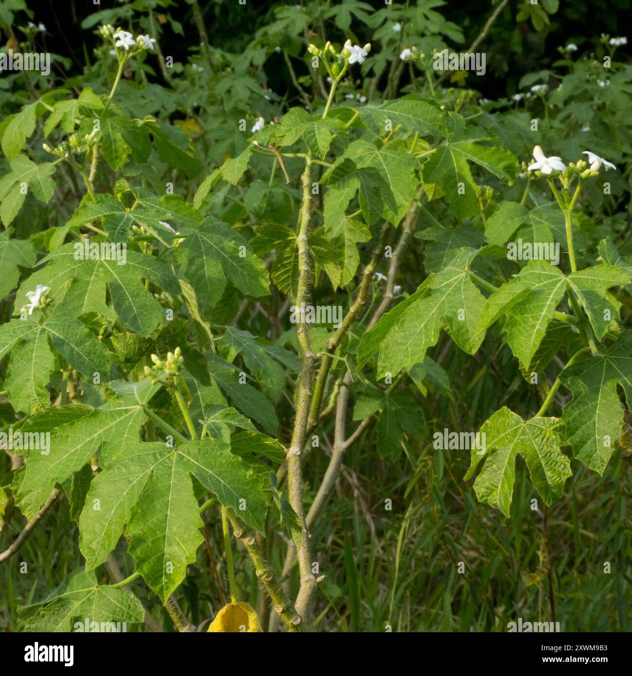 tropical bull nettle (Cnidoscolus urens) Plantae Stock Photo - Alamy