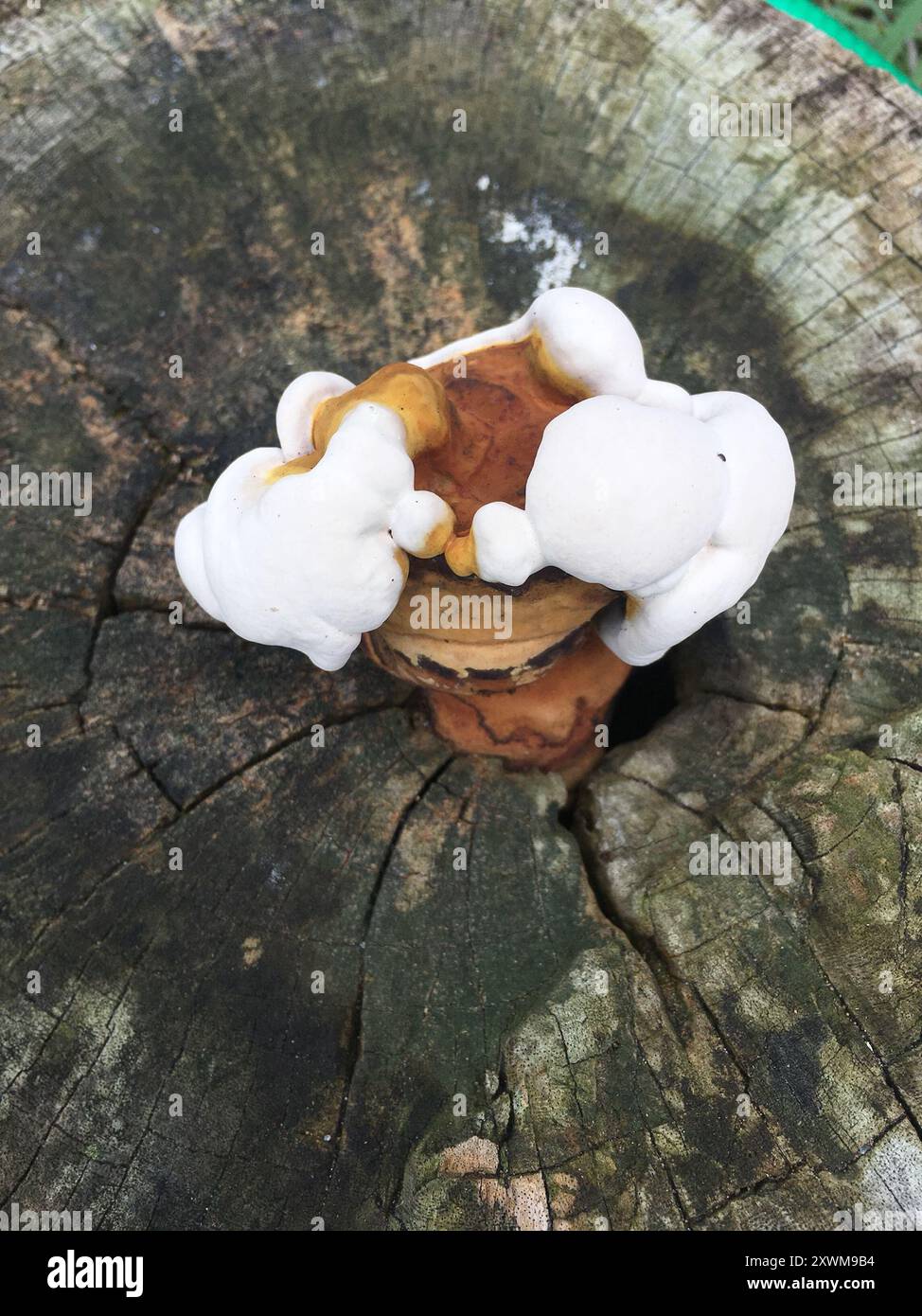 golden reishi (Ganoderma curtisii) Fungi Stock Photo - Alamy