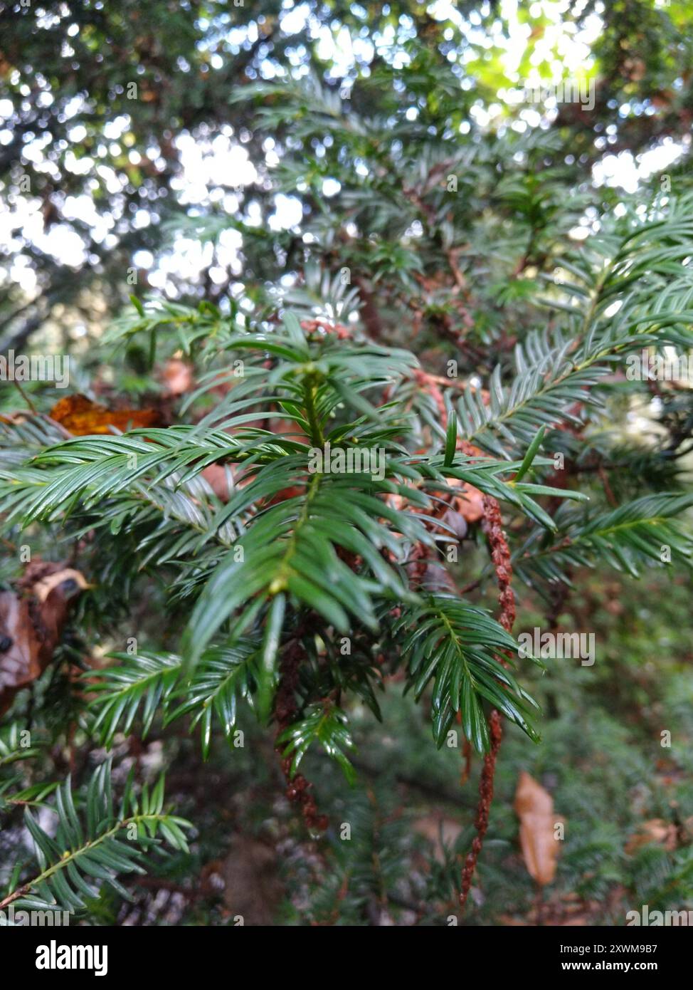 common yew (Taxus baccata) Plantae Stock Photo - Alamy