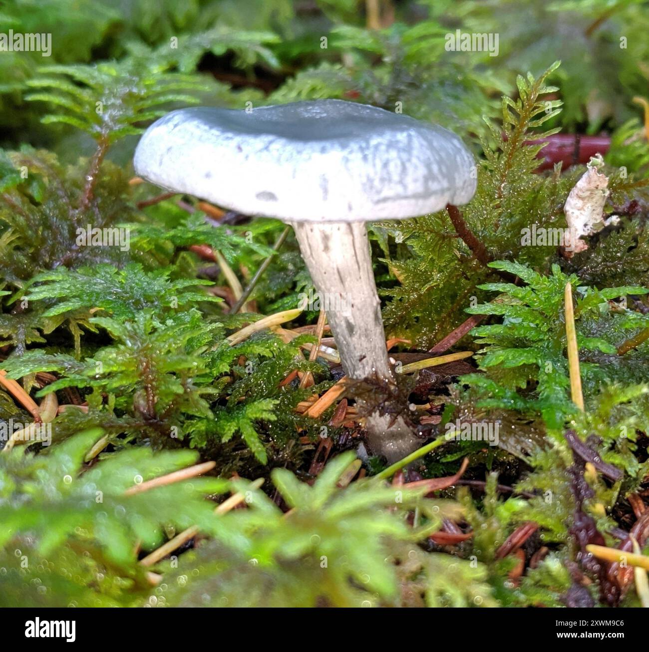 Aniseed funnel fungi hi-res stock photography and images - Alamy