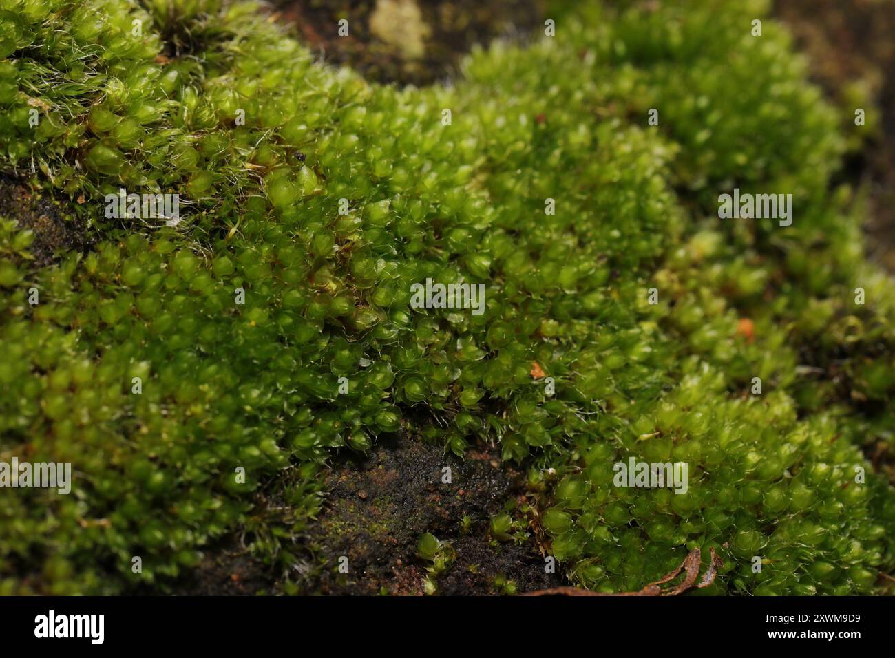 Capillary Thread-moss (Ptychostomum capillare) Plantae Stock Photo - Alamy