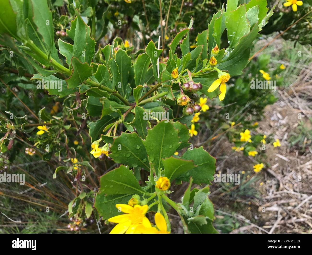 Bietou (Osteospermum moniliferum) Plantae Stock Photo - Alamy
