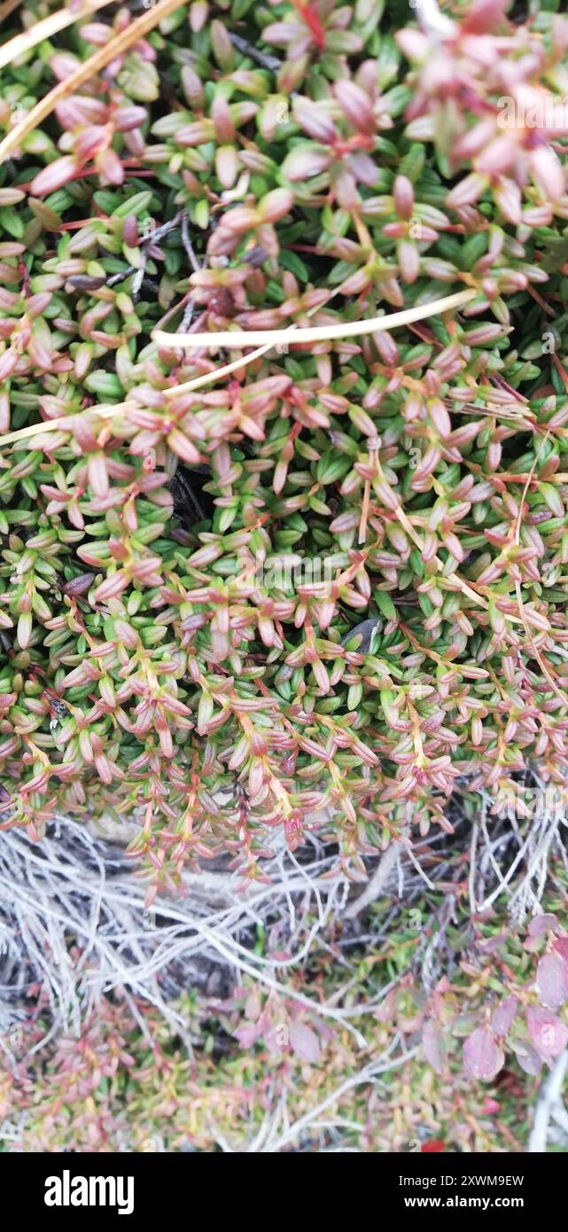 alpine azalea (Kalmia procumbens) Plantae Stock Photo - Alamy