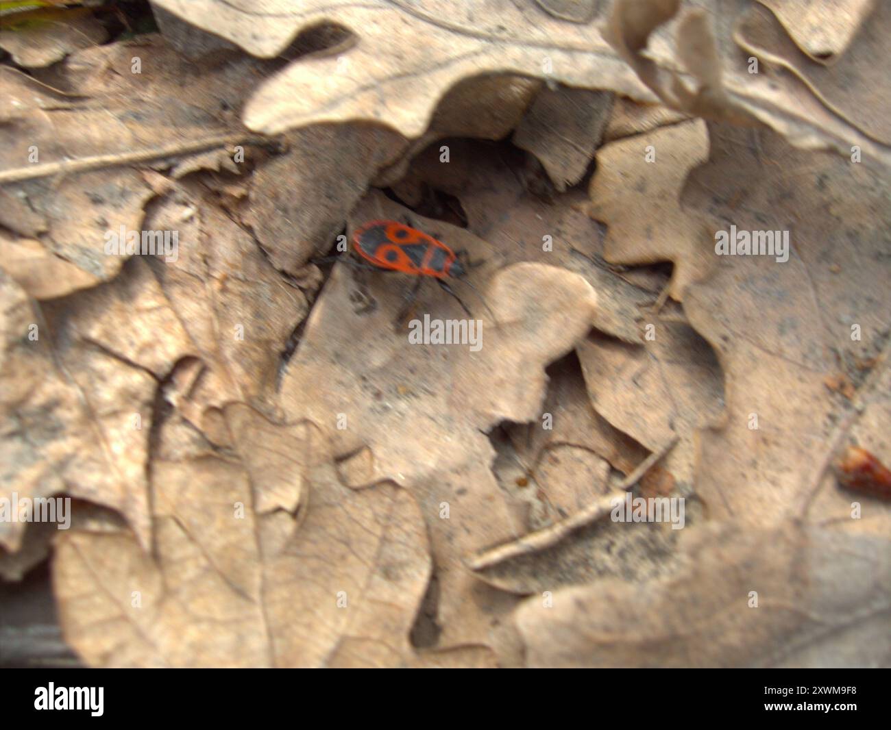 European Firebug (Pyrrhocoris apterus) Insecta Stock Photo - Alamy
