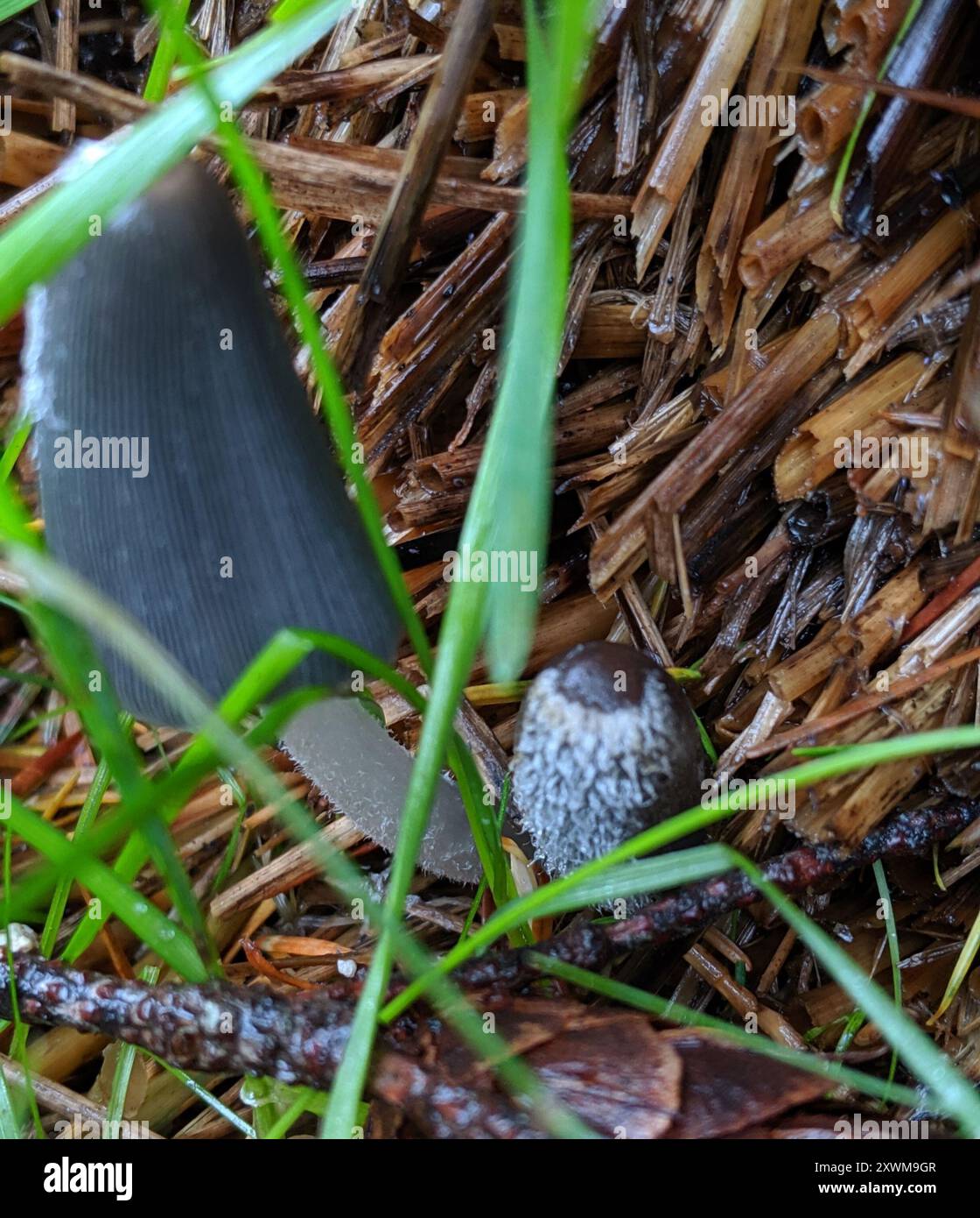 hare's foot inkcap (Coprinopsis lagopus) Fungi Stock Photo - Alamy