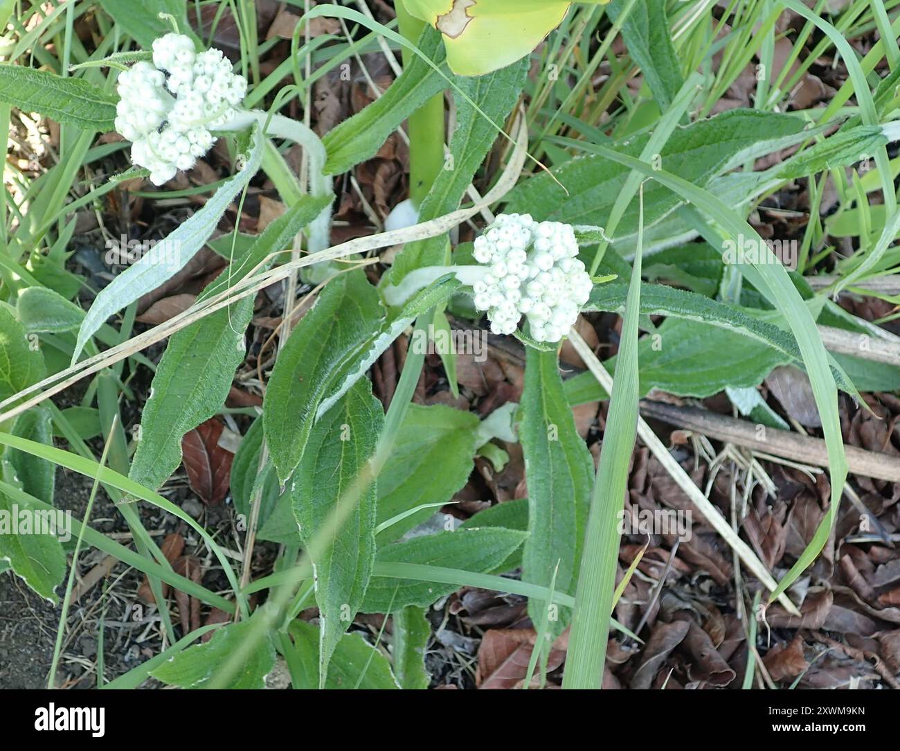 Pale Everlasting (Helichrysum pallidum) Plantae Stock Photo - Alamy