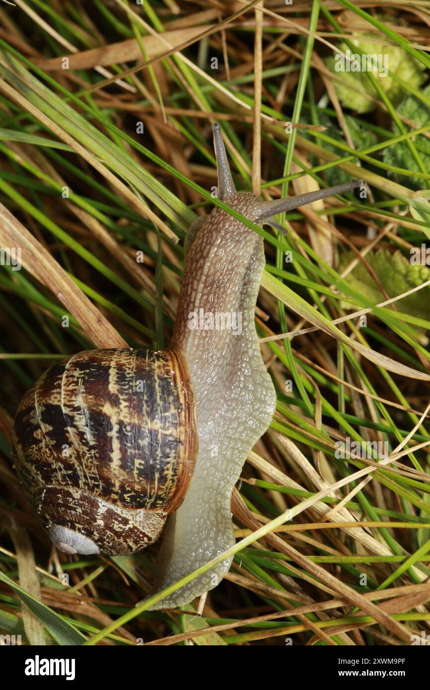 Garden Snail (Cornu aspersum) Mollusca Stock Photo - Alamy