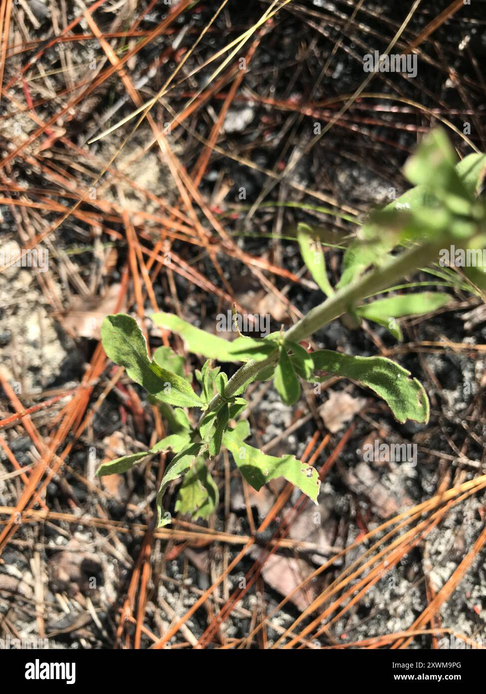 Dixie aster (Sericocarpus tortifolius) Plantae Stock Photo - Alamy