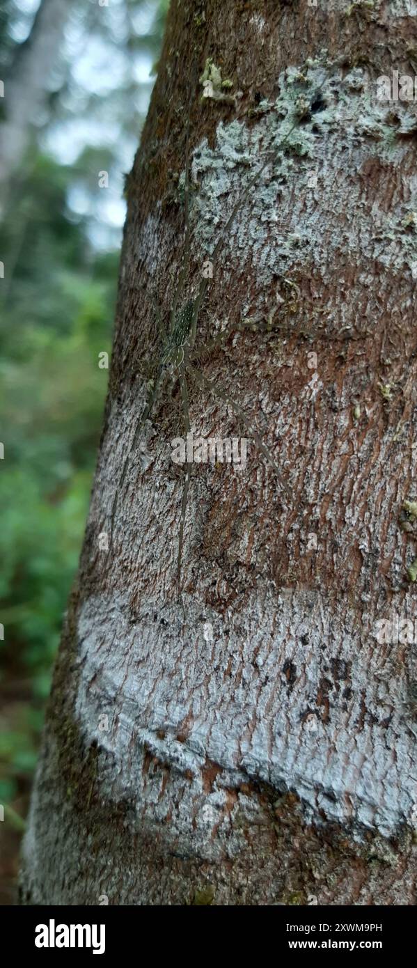 trechaleid spiders (Trechaleidae) Arachnida Stock Photo - Alamy