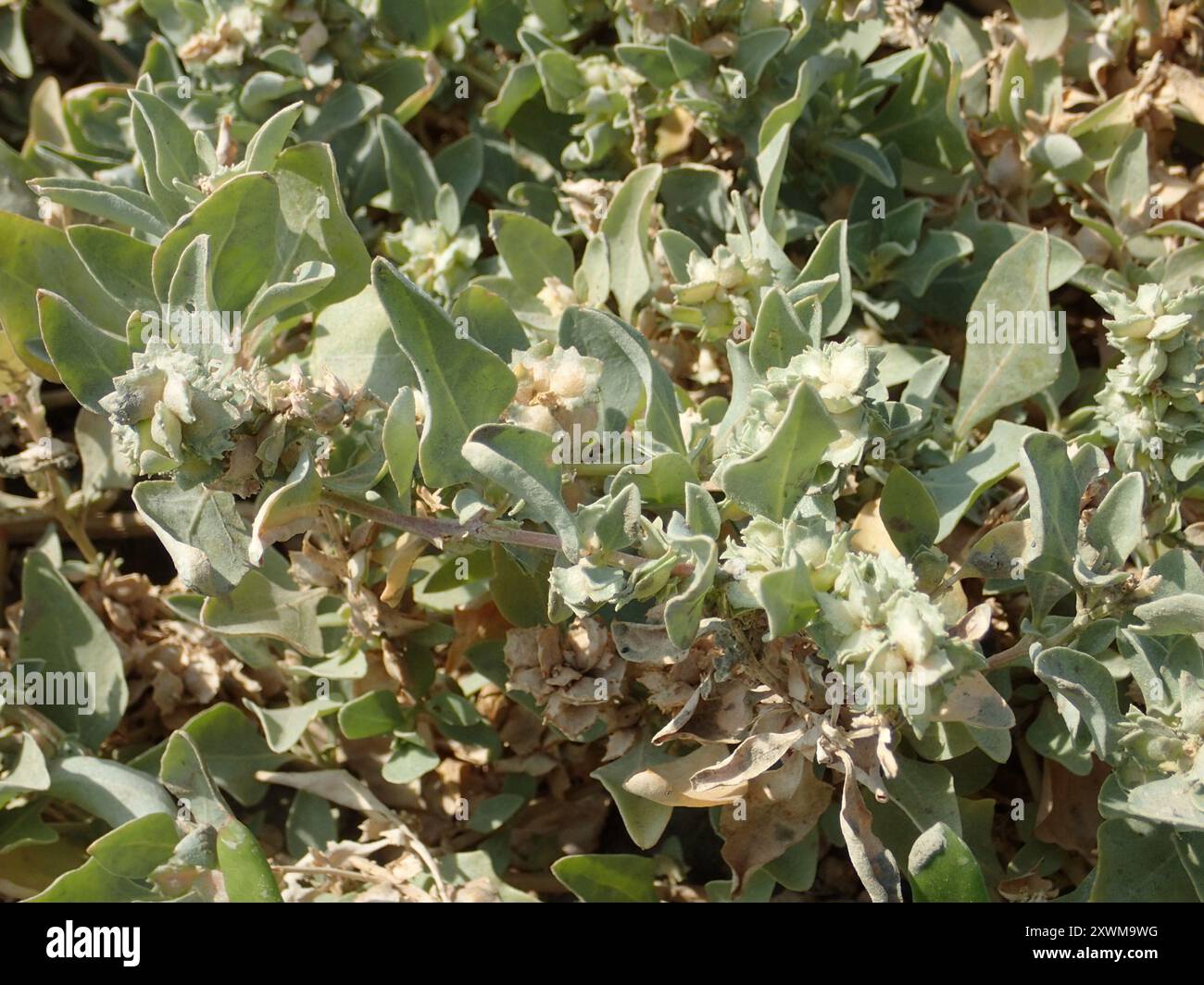 Maximowicz's Saltbush (Atriplex maximowicziana) Plantae Stock Photo - Alamy