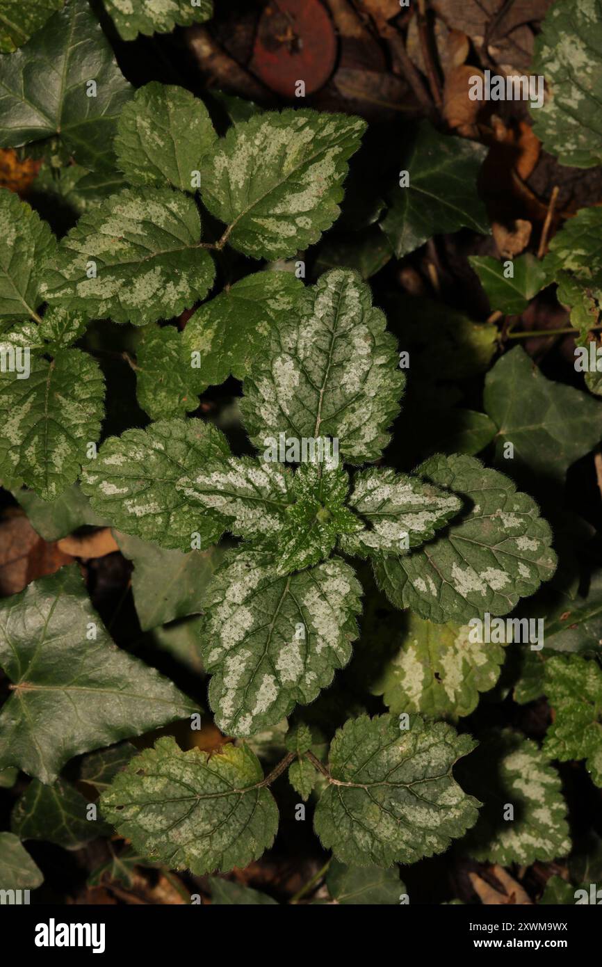 Variegated Yellow Archangel (Lamium galeobdolon argentatum) Plantae ...