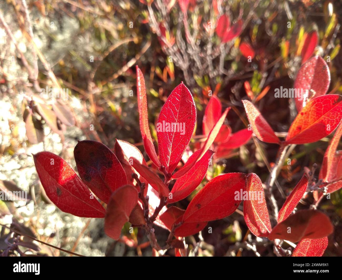 northern dwarf huckleberry (Gaylussacia bigeloviana) Plantae Stock ...