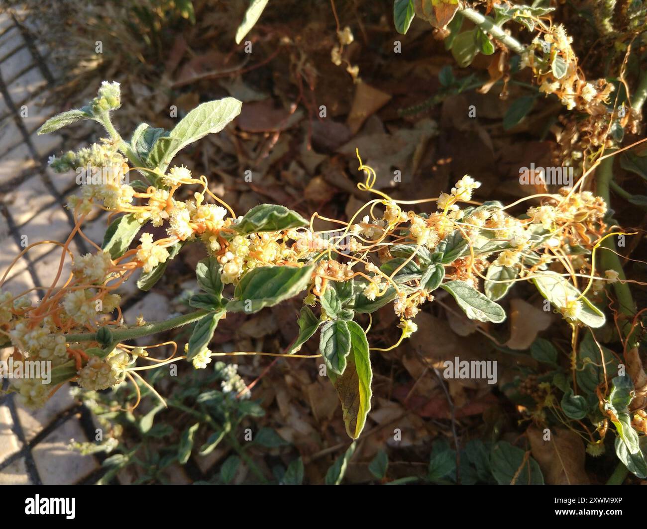 Field Dodder (Cuscuta campestris) Plantae Stock Photo - Alamy