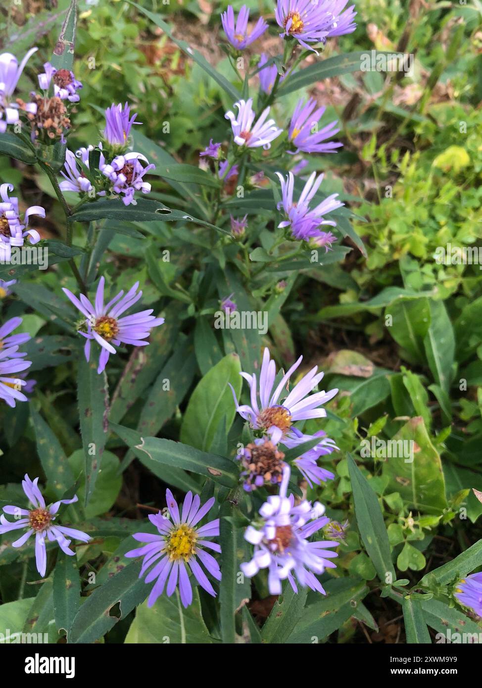 New York aster (Symphyotrichum novi-belgii) Plantae Stock Photo - Alamy