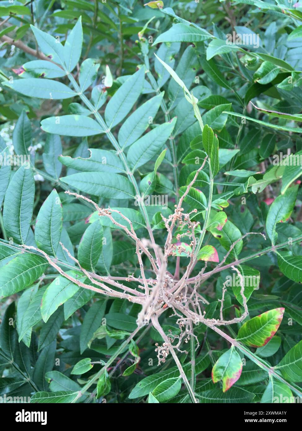 shining sumac (Rhus copallinum) Plantae Stock Photo - Alamy