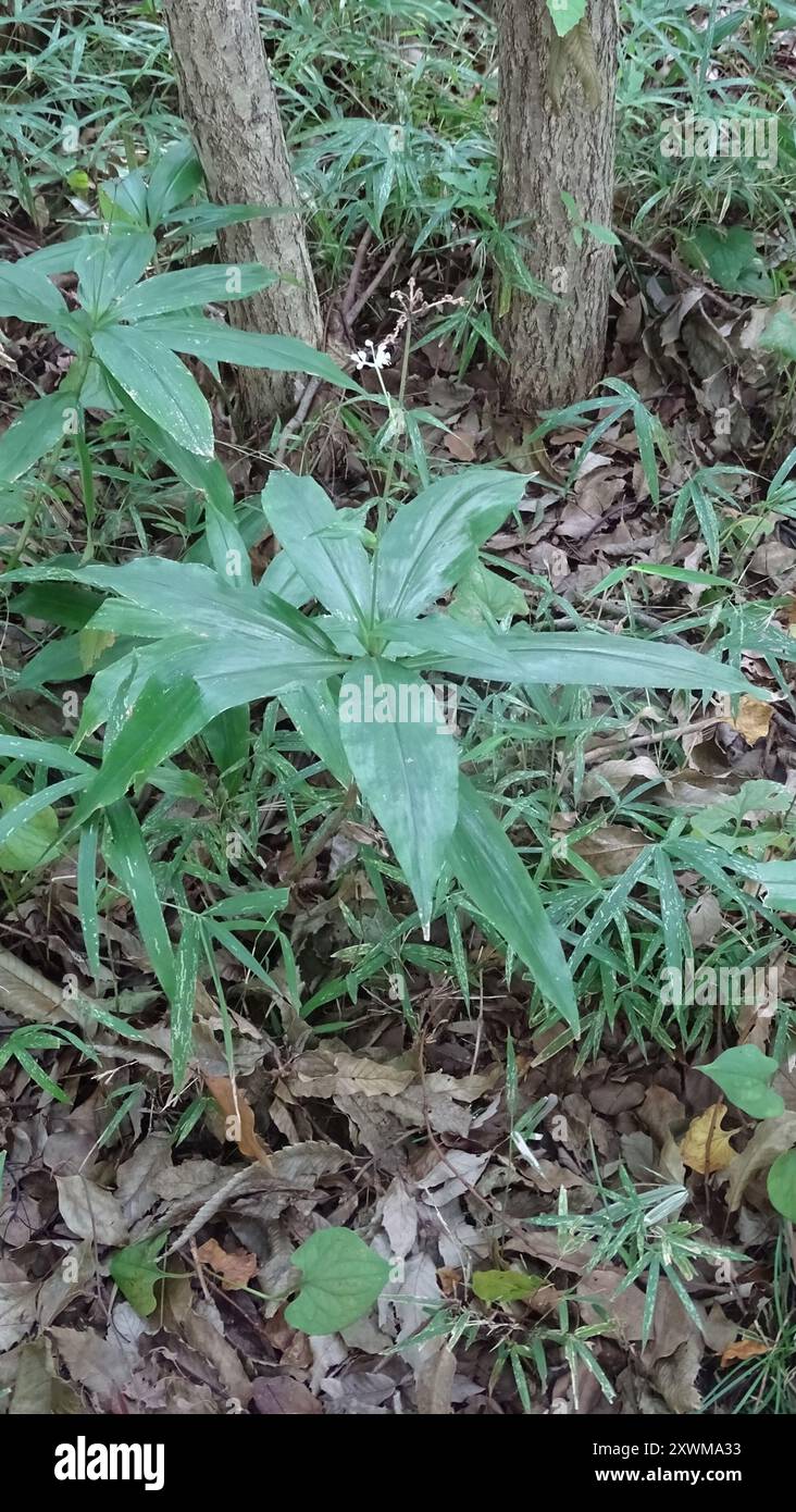 Yabumyoga (Pollia japonica) Plantae Stock Photo - Alamy