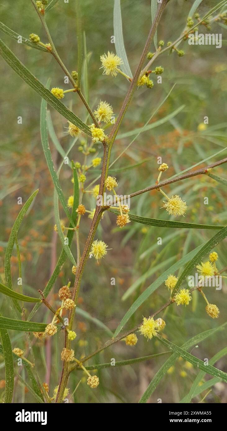 Bower Wattle (Acacia cognata) Plantae Stock Photo - Alamy