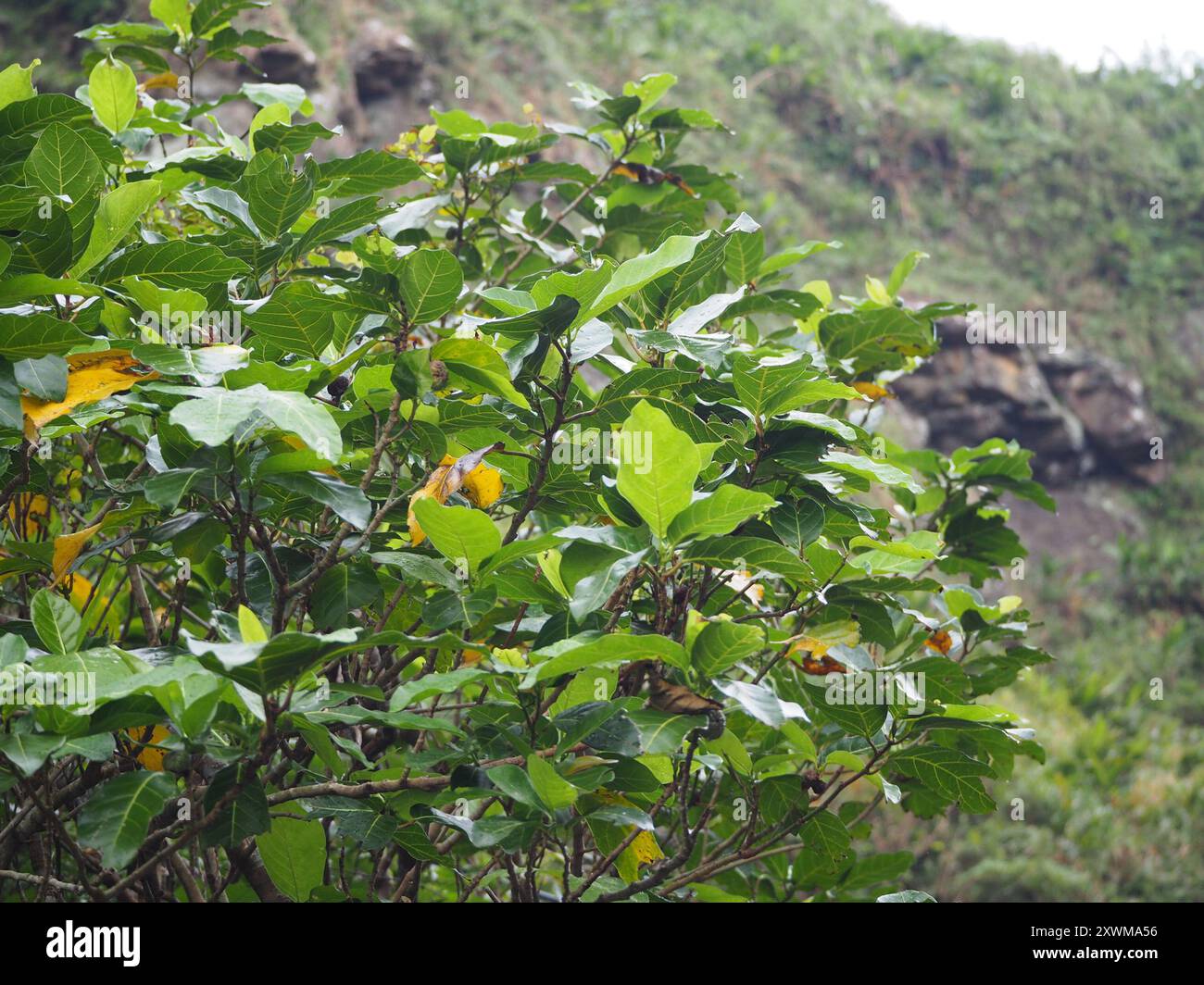 Hauili fig tree (Ficus septica) Plantae Stock Photo - Alamy