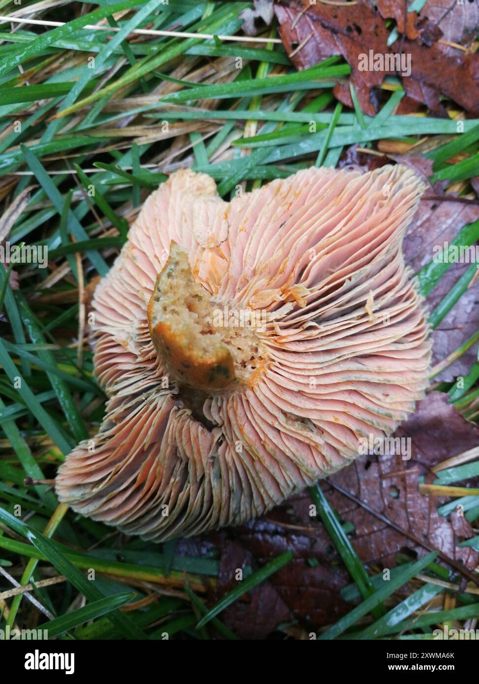 Common Milkcaps (Lactarius) Fungi Stock Photo - Alamy