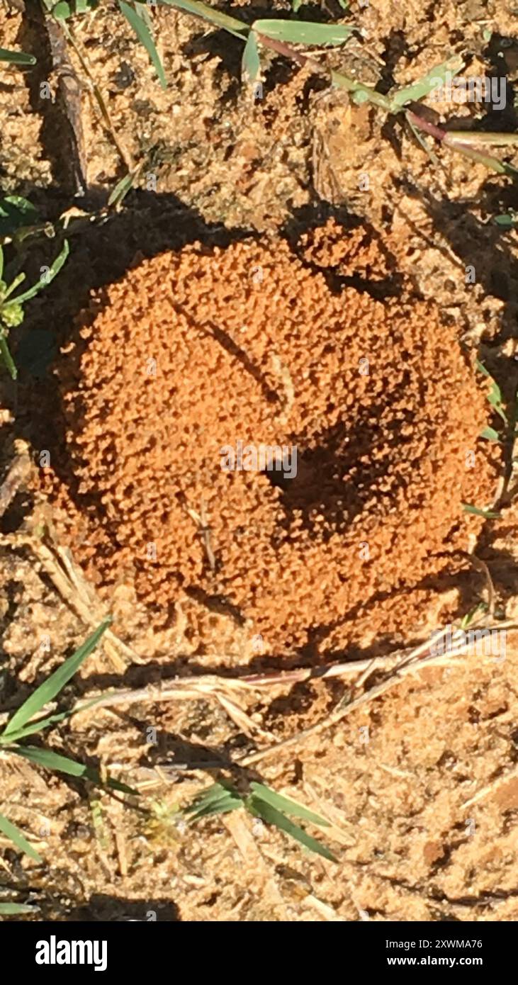 Pyramid Ants (Dorymyrmex) Insecta Stock Photo - Alamy