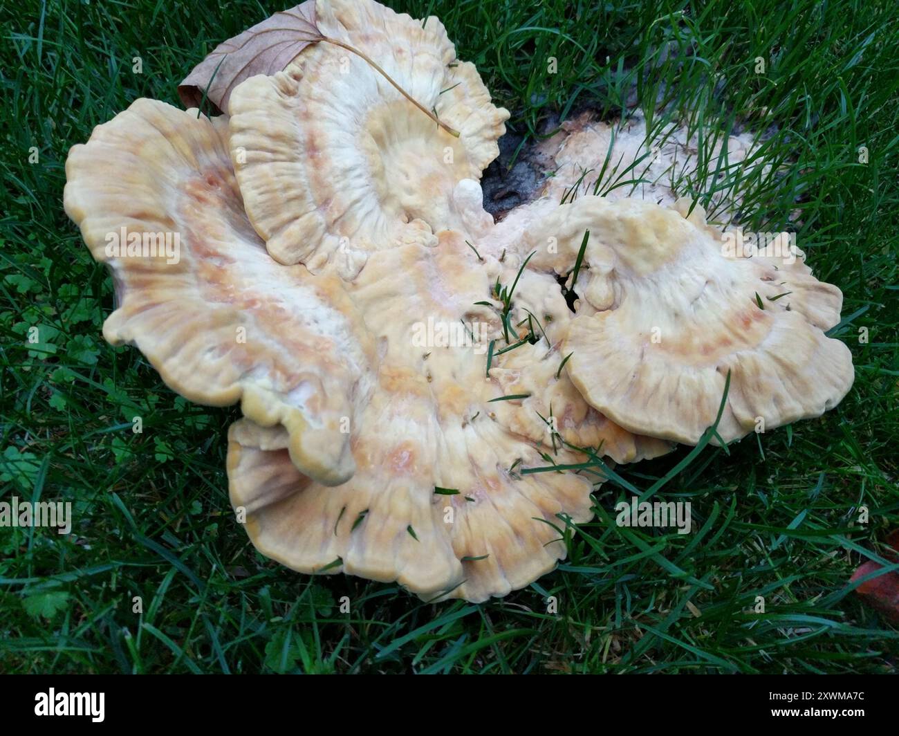 chicken of the woods (Laetiporus sulphureus) Fungi Stock Photo - Alamy