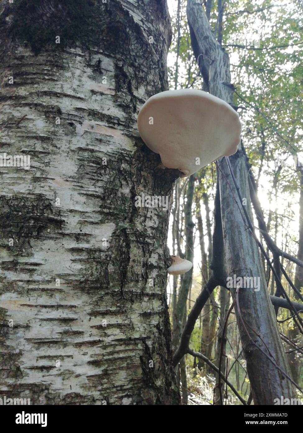 birch polypore (Fomitopsis betulina) Fungi Stock Photo - Alamy