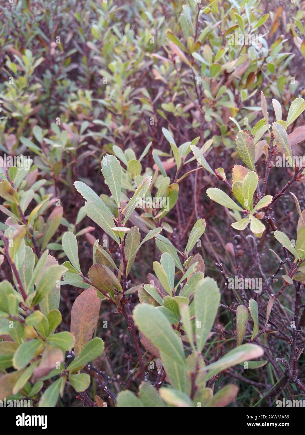bog myrtle (Myrica gale) Plantae Stock Photo - Alamy