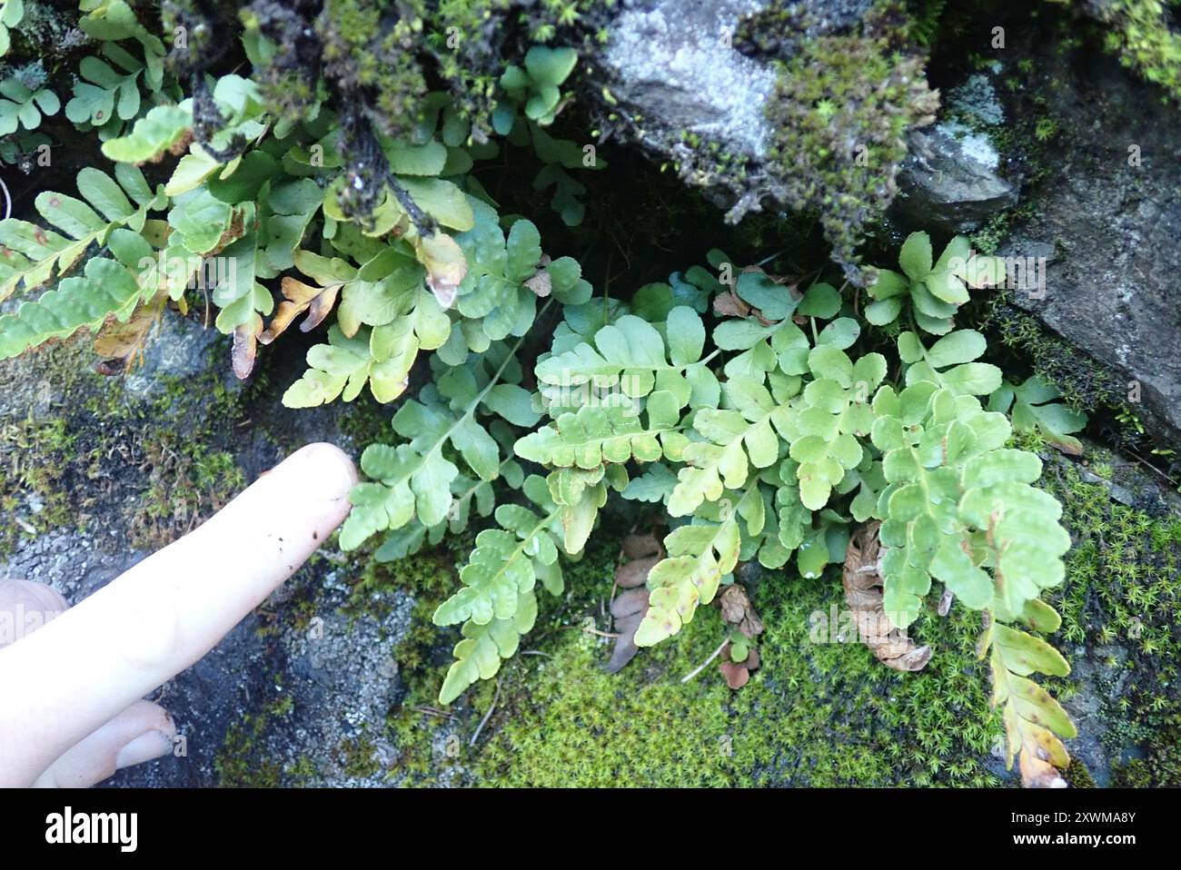 irregular polypody (Polypodium amorphum) Plantae Stock Photo - Alamy