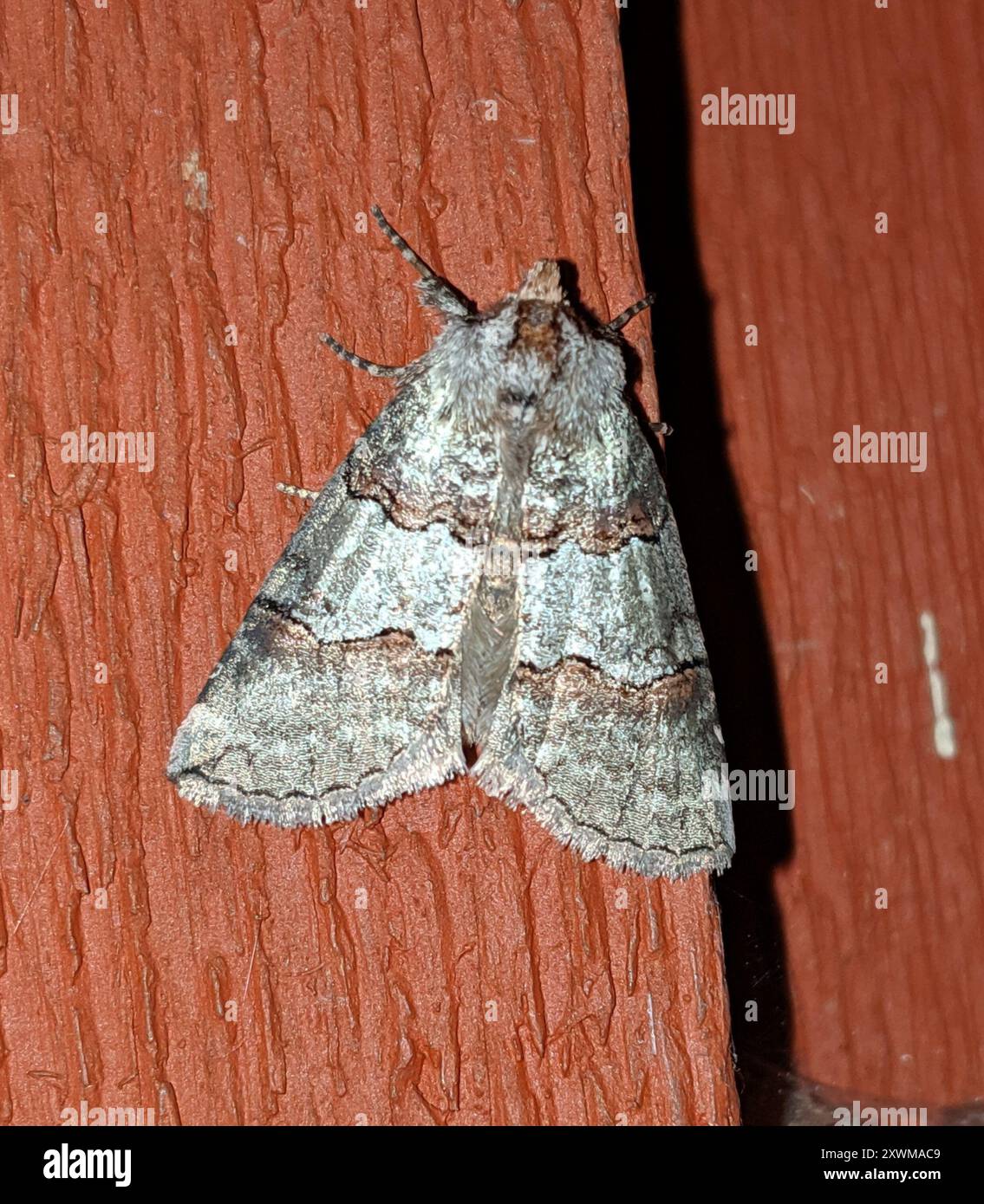 (Ceranemota fasciata) Insecta Stock Photo - Alamy