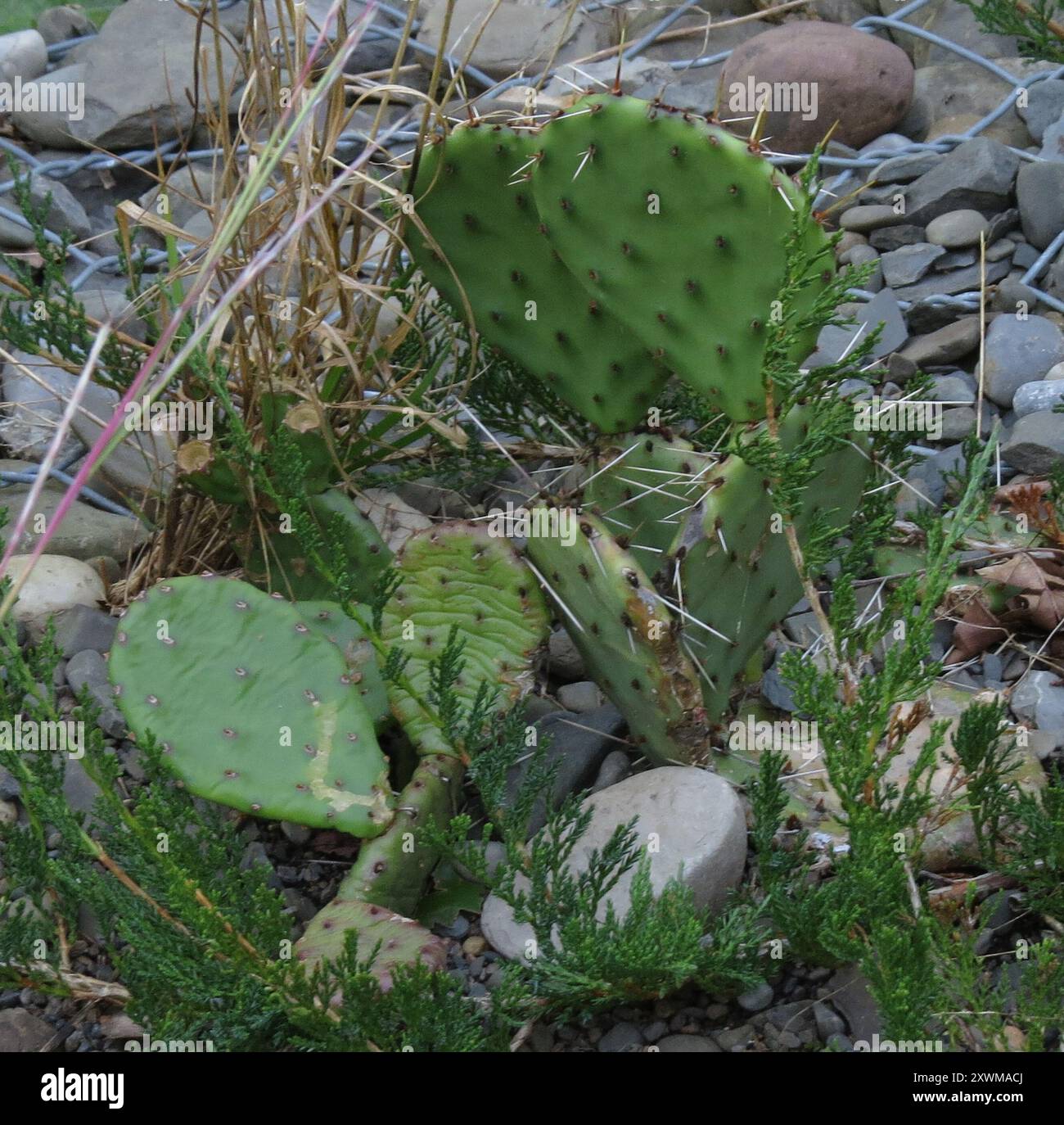 prairie pricklypear (Opuntia macrorhiza) Plantae Stock Photo - Alamy