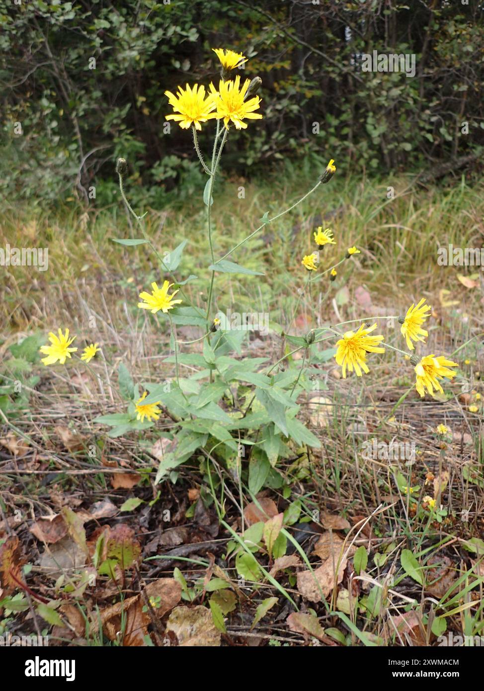 rough hawkweed (Hieracium scabrum) Plantae Stock Photo - Alamy