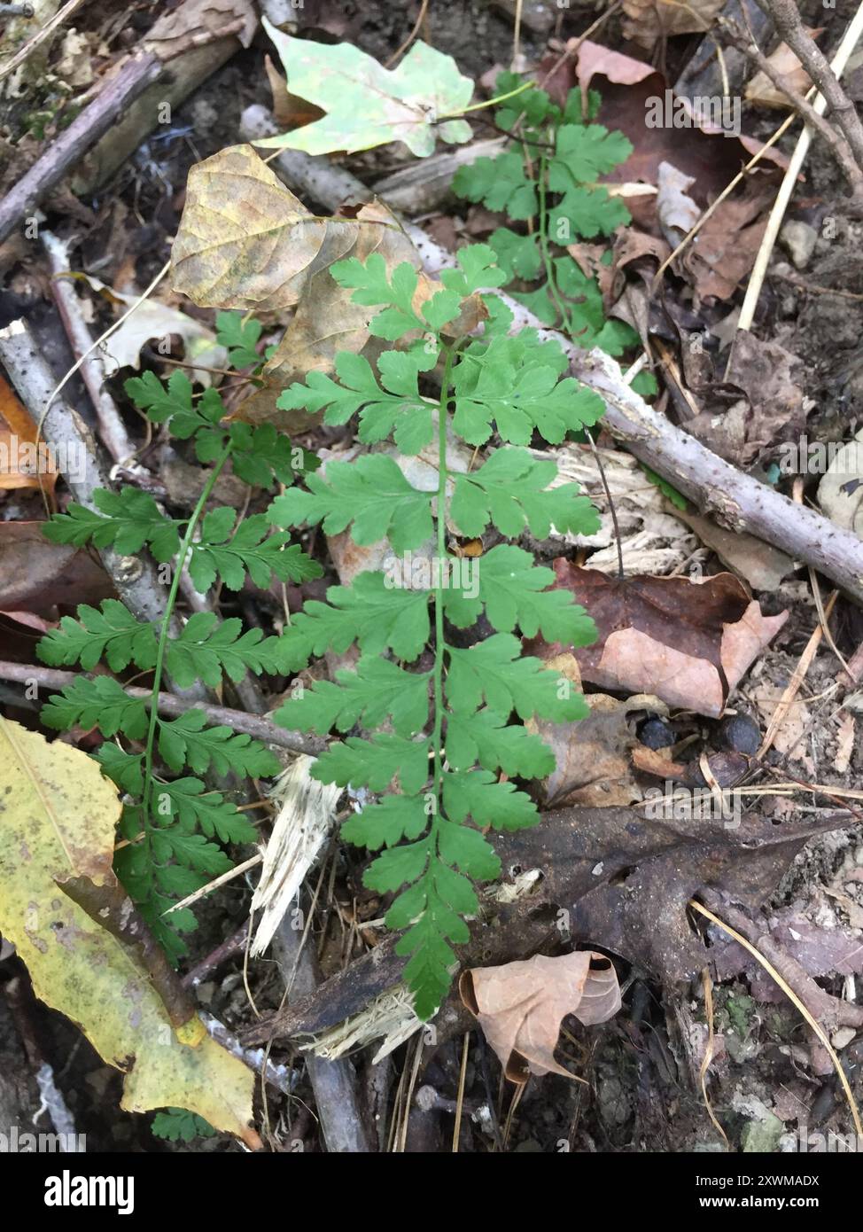 fragile ferns (Cystopteris) Plantae Stock Photo - Alamy