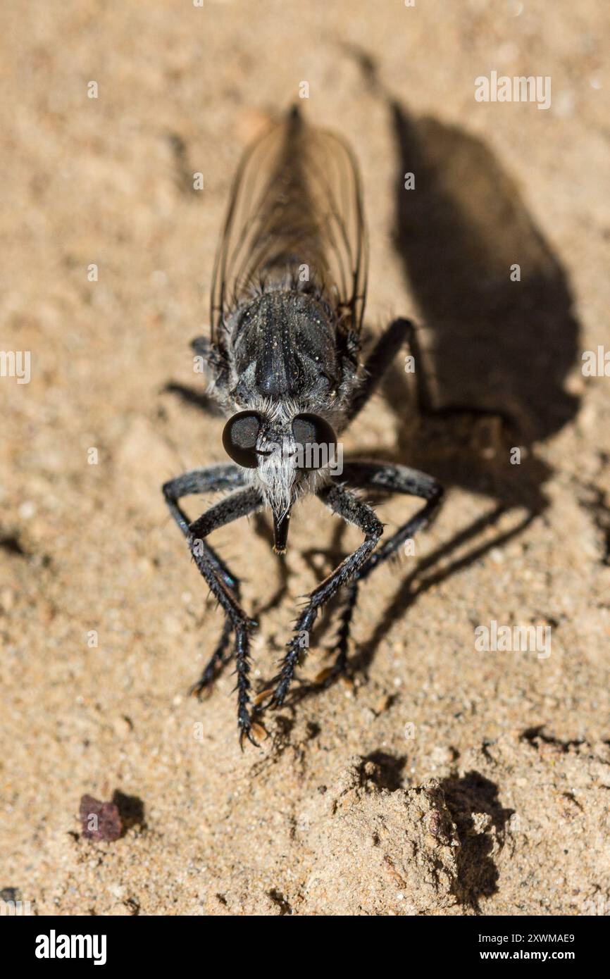 Giant Robber Flies (Promachus) Insecta Stock Photo - Alamy