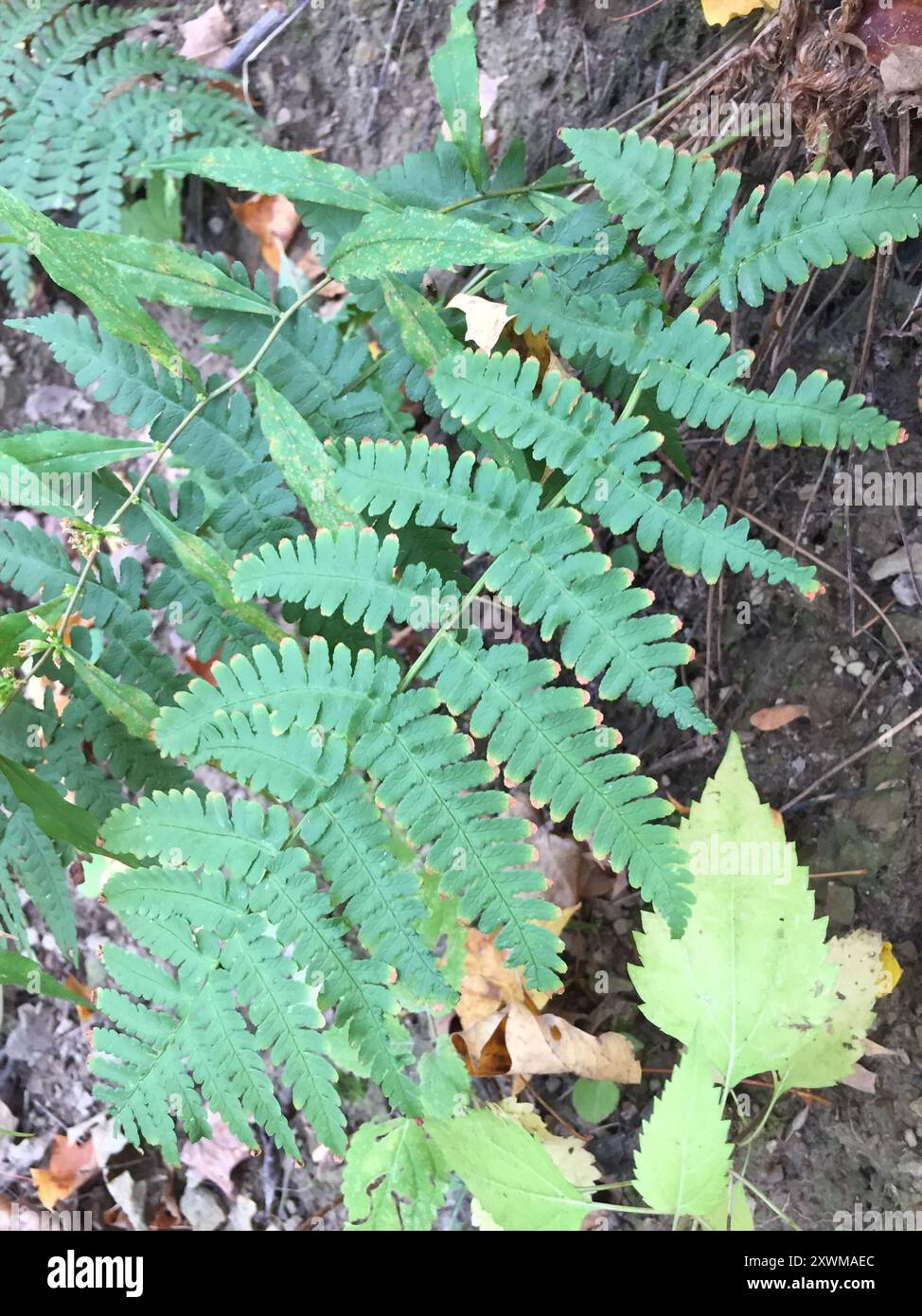 marginal wood fern (Dryopteris marginalis) Plantae Stock Photo - Alamy