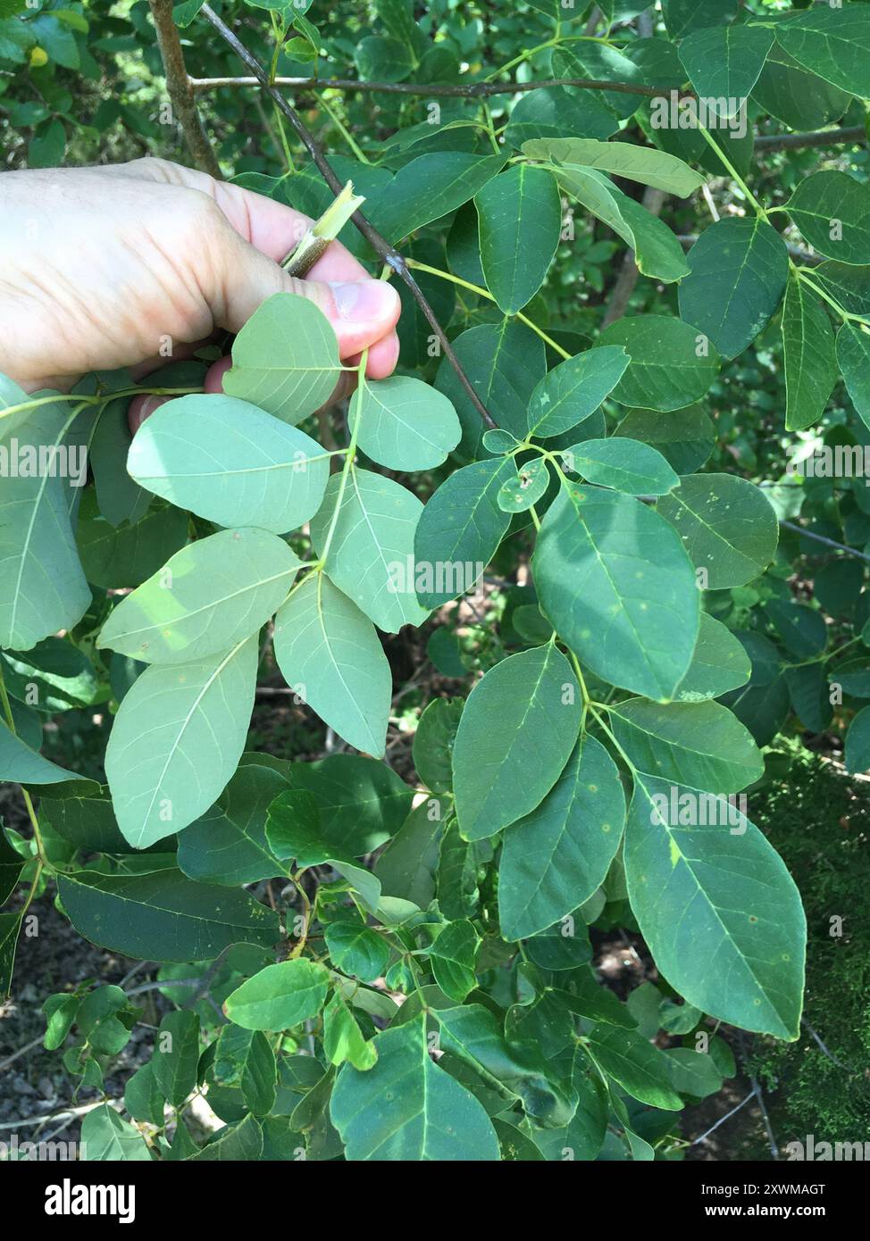 Texas ash (Fraxinus albicans) Plantae Stock Photo - Alamy