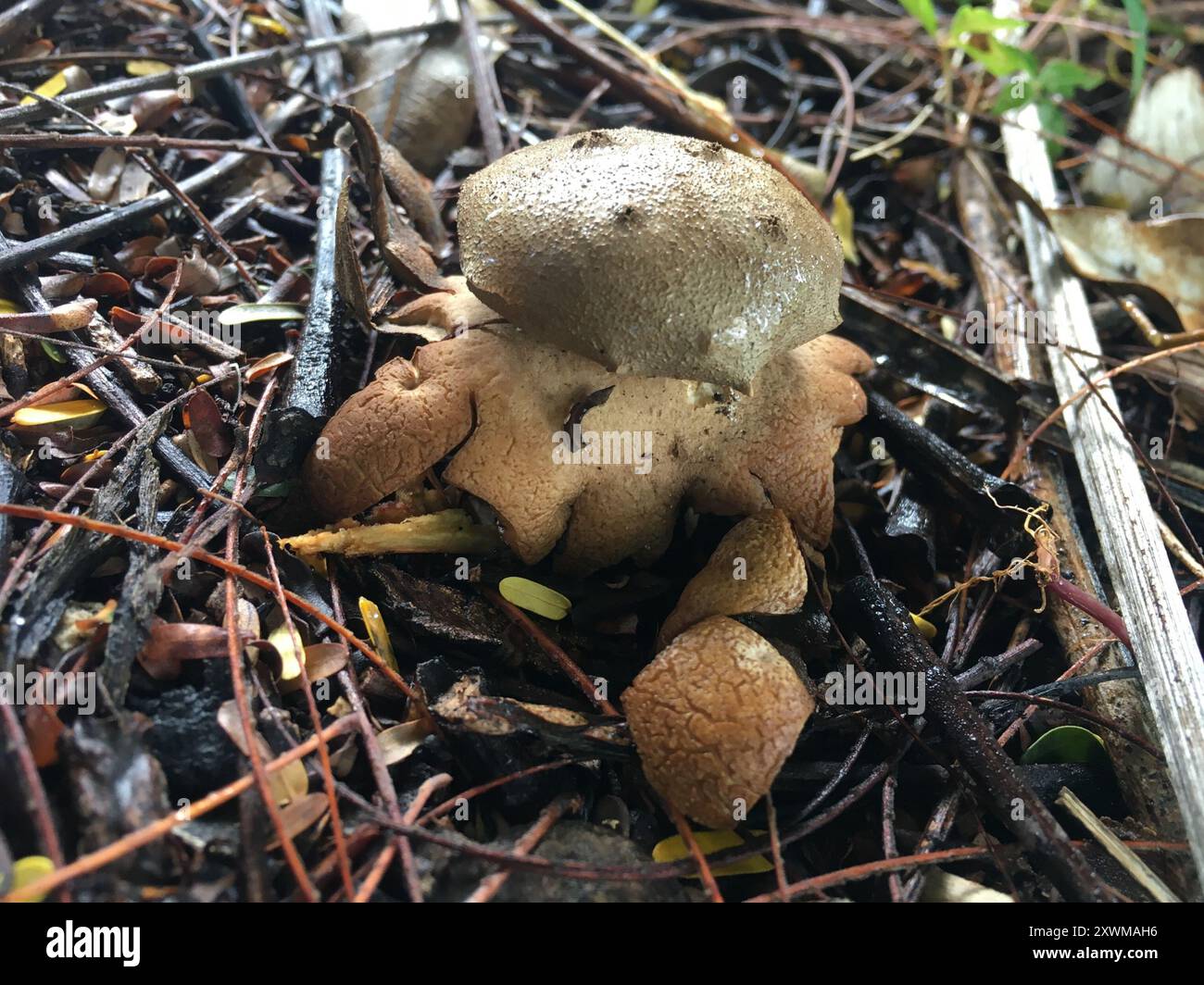 Pepper Pot (Myriostoma coliforme) Fungi Stock Photo - Alamy
