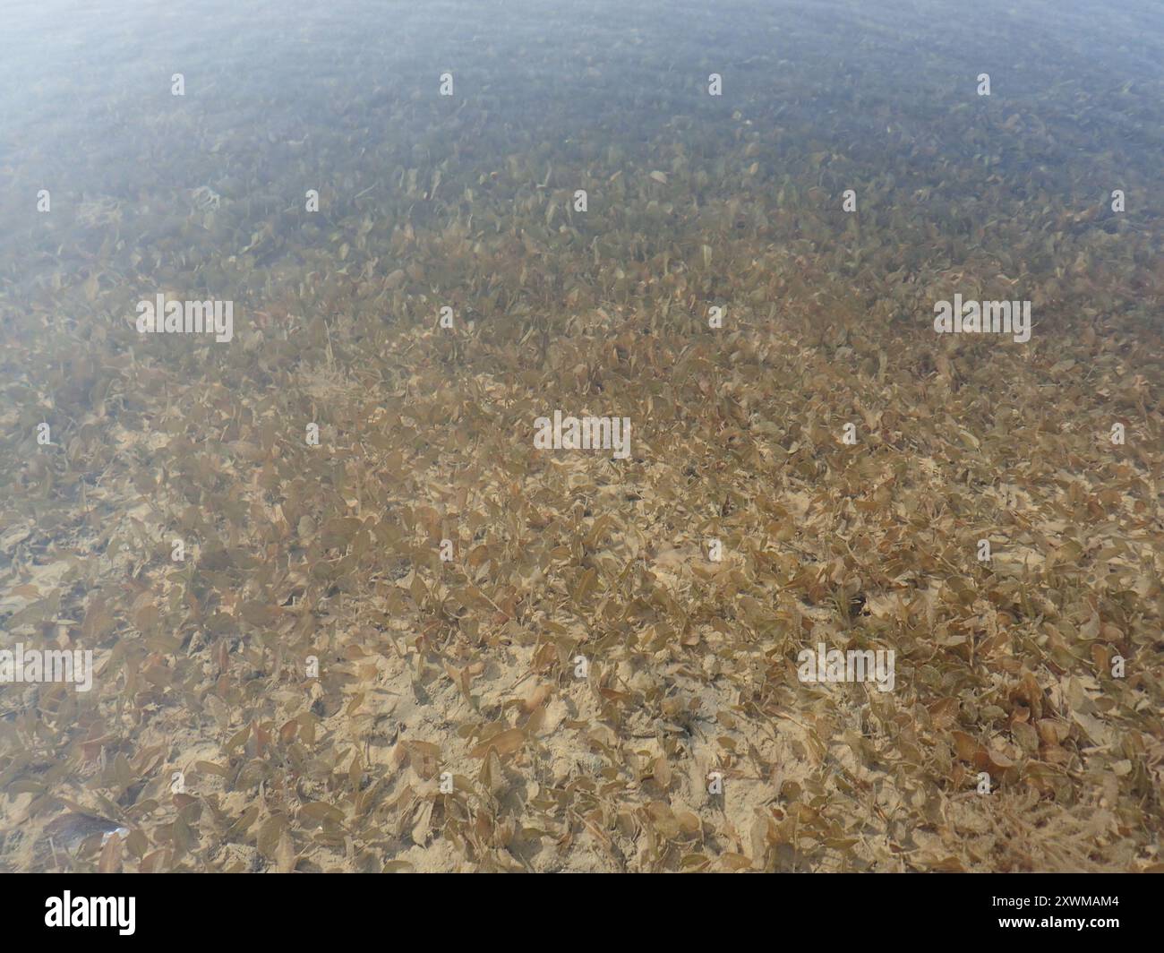 Sea Wrack (Halophila ovalis) Plantae Stock Photo - Alamy