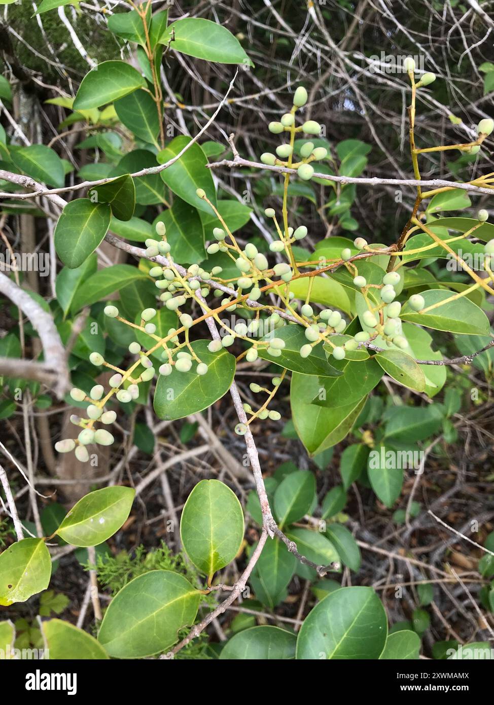 tree privet (Ligustrum lucidum) Plantae Stock Photo - Alamy