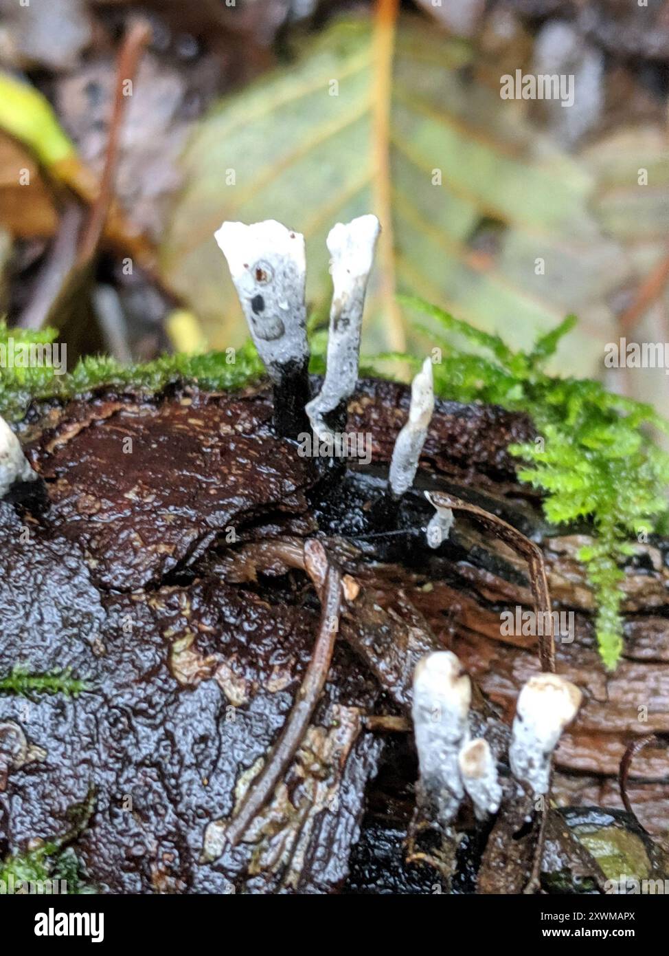 Candlesnuff Fungus (Xylaria hypoxylon) Fungi Stock Photo - Alamy