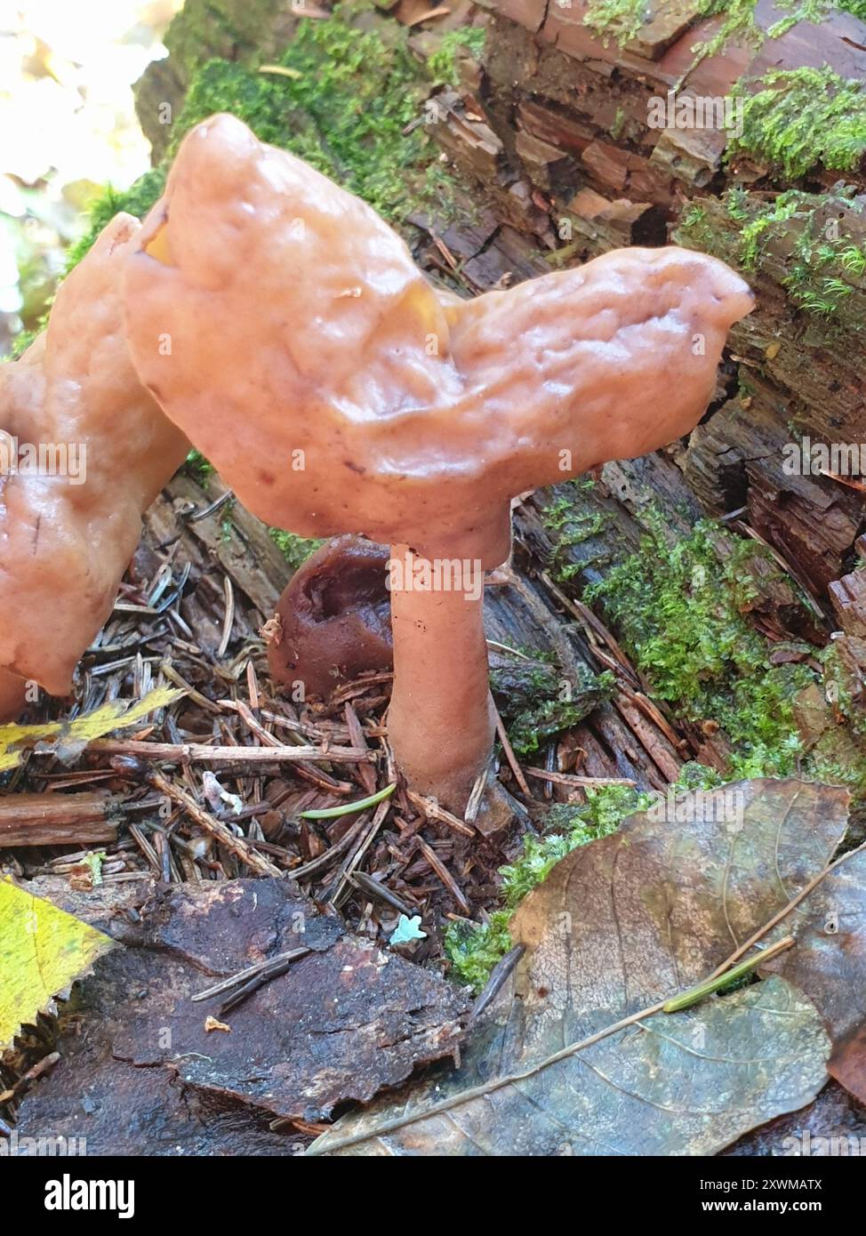 Saddle-shaped False Morel (Gyromitra infula) Fungi Stock Photo - Alamy