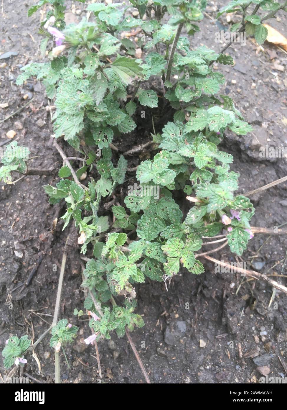 Black horehound (Ballota nigra) Plantae Stock Photo - Alamy