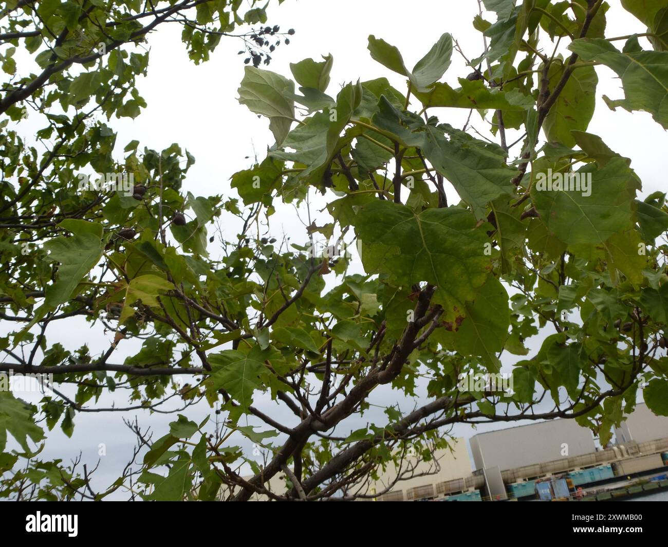 princess tree (Paulownia tomentosa) Plantae Stock Photo - Alamy