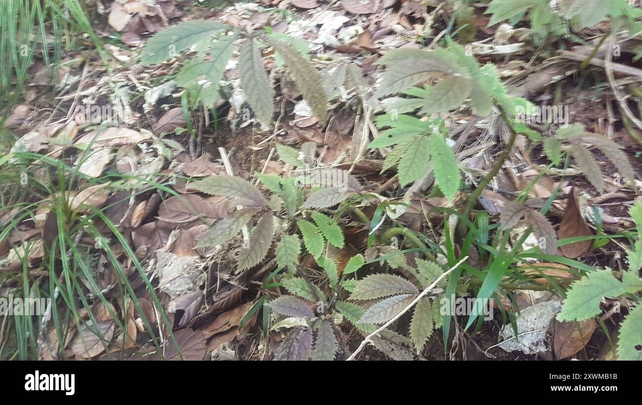 Elatostema rugosum hi-res stock photography and images - Alamy