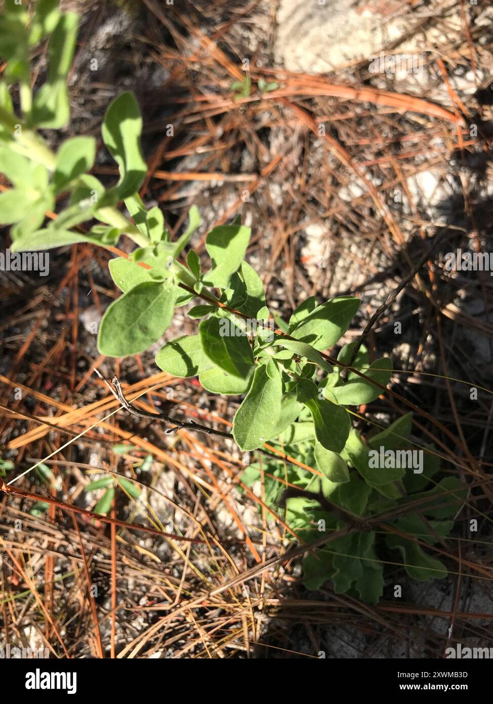 Dixie aster (Sericocarpus tortifolius) Plantae Stock Photo - Alamy